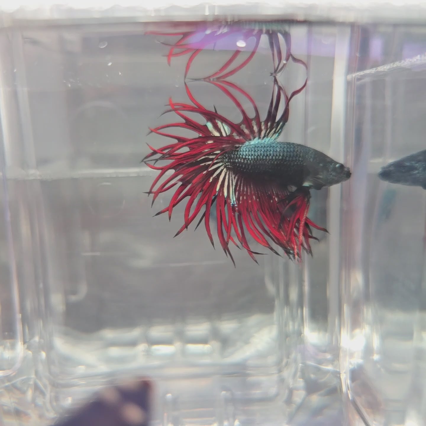 Red Copper King Crowntail – Betta Bros SG