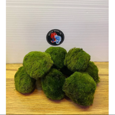 Marimo Moss Balls – Betta Bros SG