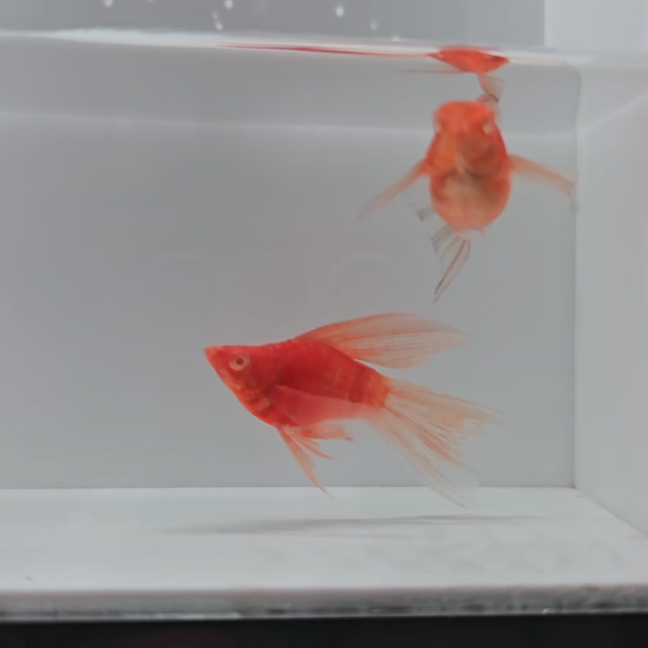 Albino Red Zebra Molly - Pair – Betta Bros SG