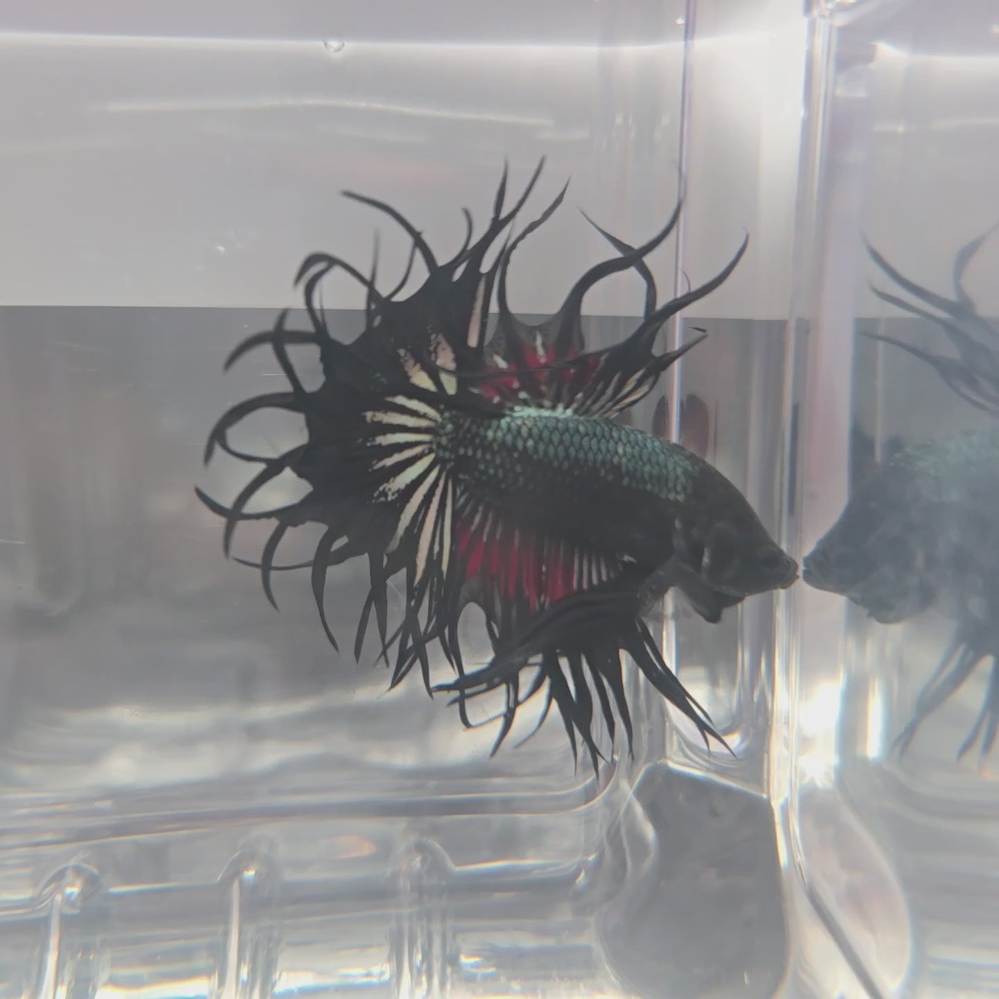 Black Copper Vampire King Crowntail – Betta Bros SG