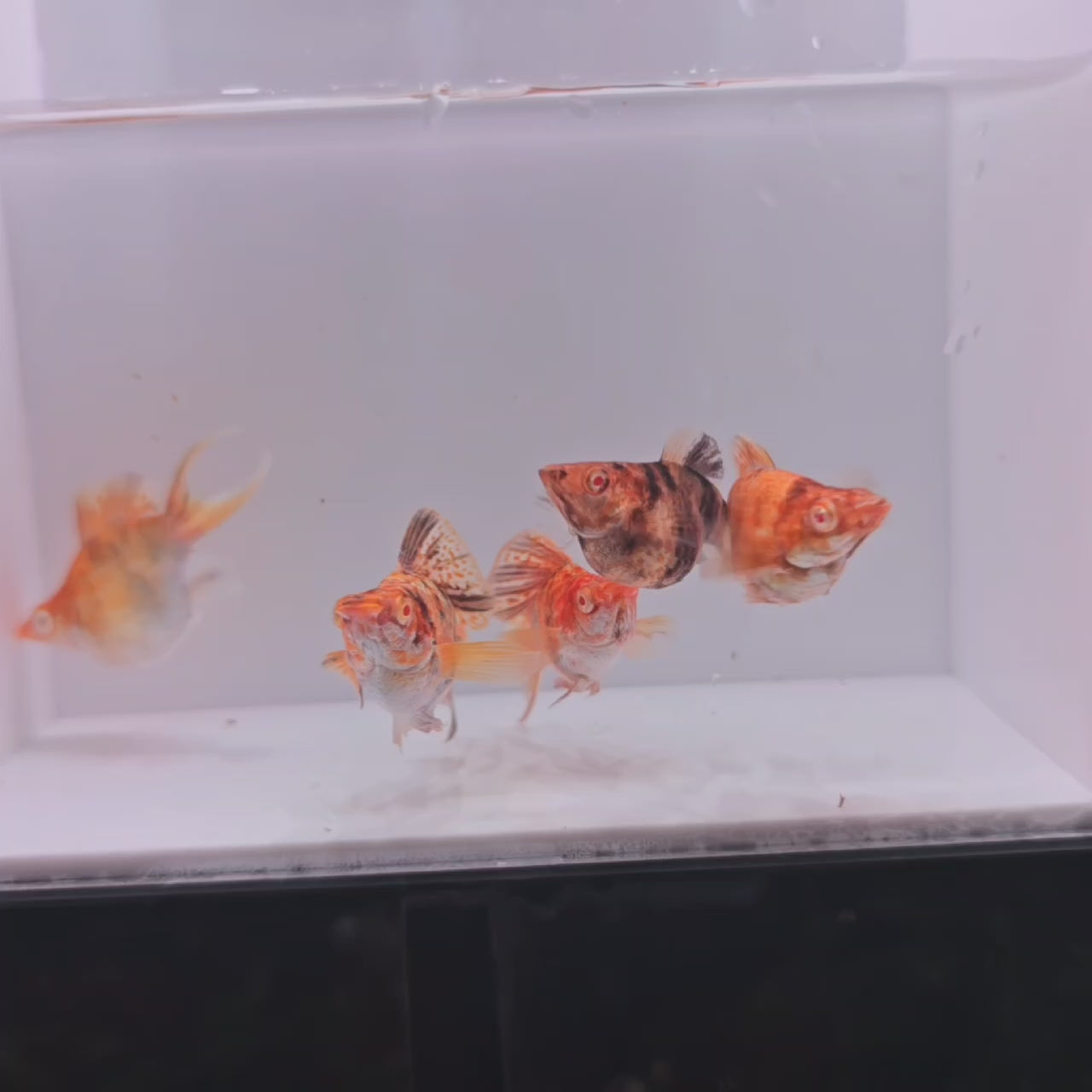 Albino Golden Zebra Lyretail Molly - Pair – Betta Bros SG