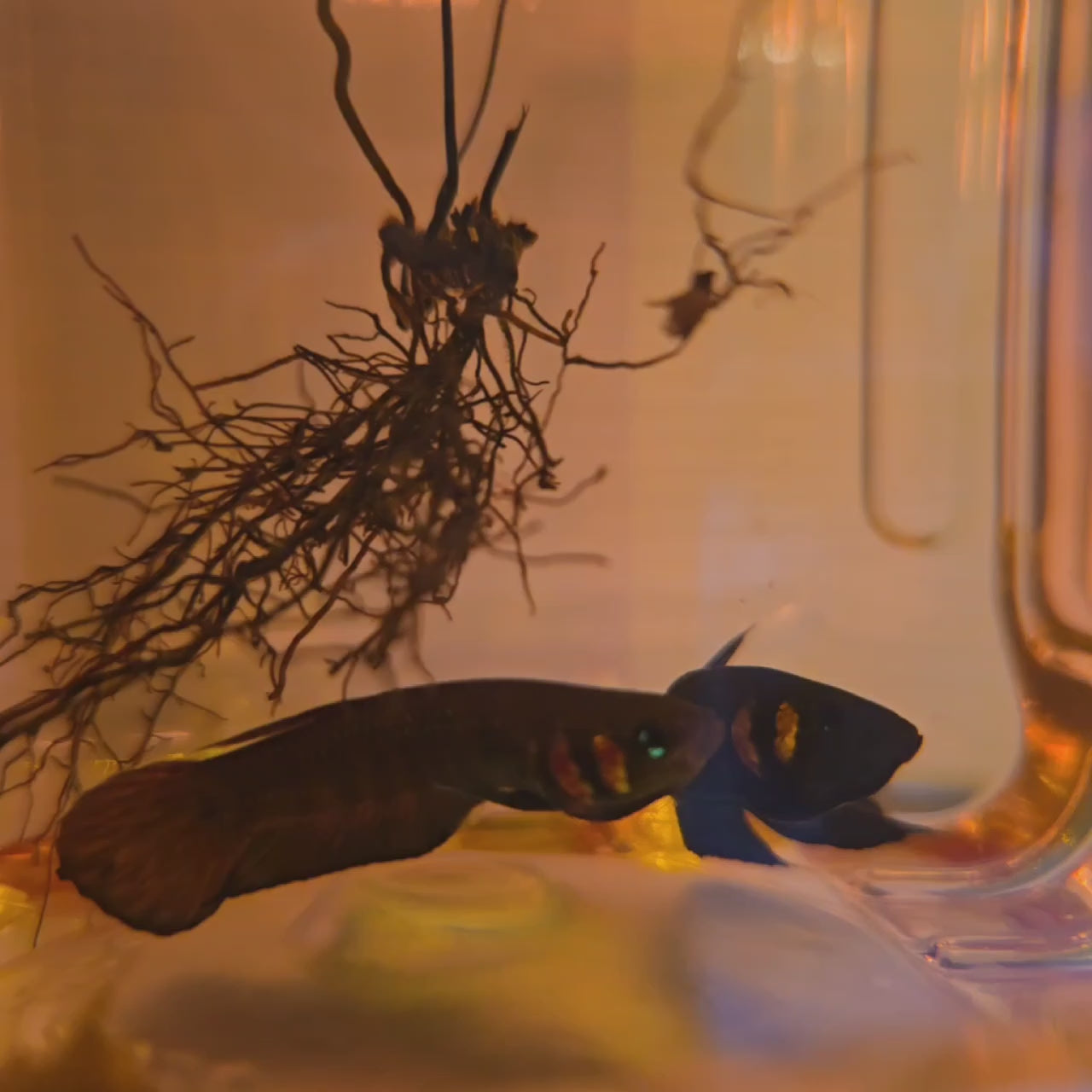 Wild Betta: Mandor pair – Betta Bros SG
