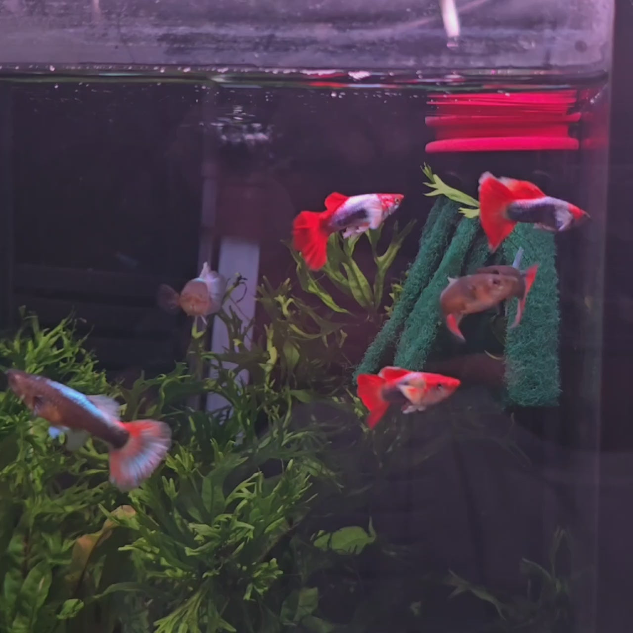 Santa Claus Guppy – Betta Bros SG